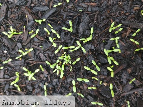 Seedling Identification — Wild Violet Flower Farm