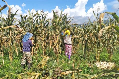 မိုင်းယုမြို့၌ မိုးအစေ့ထုတ်ပြောင်းများ စတင်ရိတ်သိမ်းခူးဆွတ် Myanmar Digital News