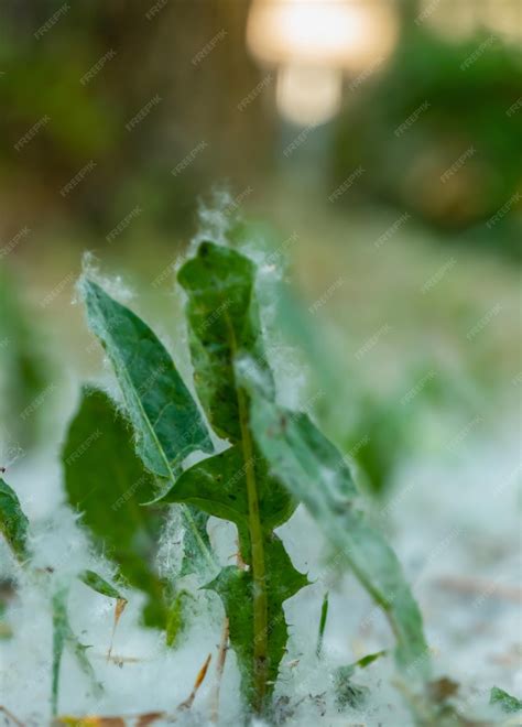 Premium Photo July Fluff In The Grass