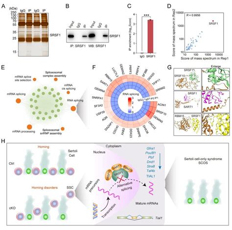 Srsf1 Recruits As Related Proteins To Modulate As In Testes Download Scientific Diagram