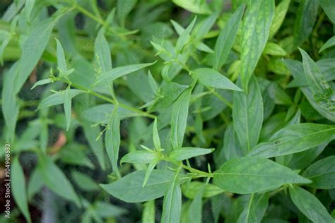 Foto De Stock Medicinal Plant Andrographis Paniculata Burm F Wall Ex Nees Adobe Stock