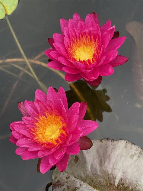 Nymphaea ‘heng Heng Medium Isg Water Lily Catskill Native Nursery
