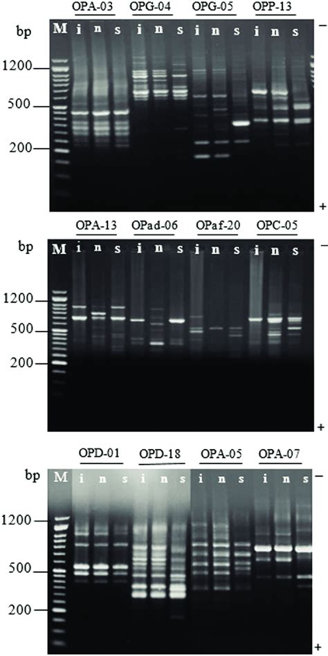 Rapd Pcr Patterns For Dna Genomes Of Solanum Nigrum Var Incisum I Download Scientific