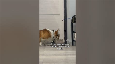 Оставила одних встречать деда Мороза корги собака питомцы собаки Youtube