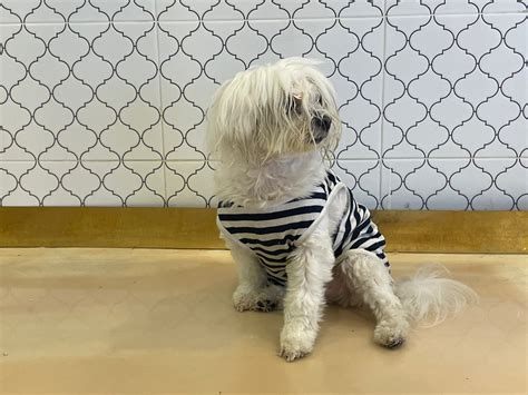 말티즈 쪼쪼 포메라니안특징 푸들특징 토이푸들특징 골든리트리버특징 래브라도리트리버특징 닥스훈트특징 도베르만특징 말티치특징 말티폼특징 보더콜리특징 프렌치불독특징 빠삐용특징