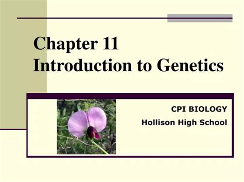 PPT Chapter 11 Introduction To Genetics PowerPoint Presentation Free Download ID 261565