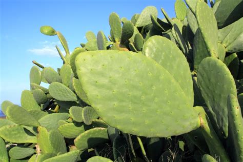 México Crean Piel Vegana De Nopal Y Es Todo Un éxito En Milán Bioguia