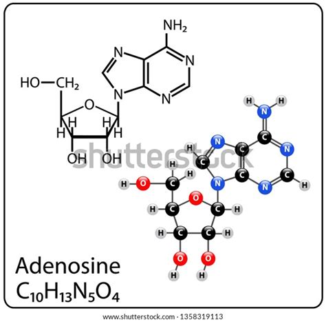 Adenosine Molecule Structure Stock Vector Royalty Free 1358319113