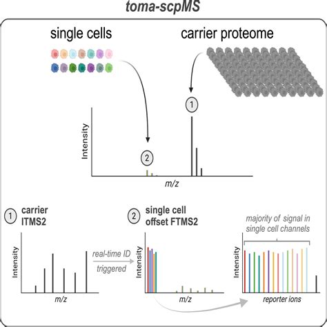 Offset Mass Carrier Proteome Improves Quantification Of Multiplexed