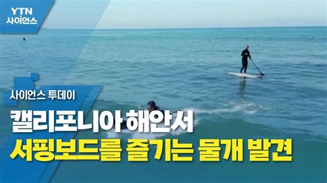 캘리포니아 해안서 서핑보드를 즐기는 물개 발견 Ytn 사이언스 Youtube