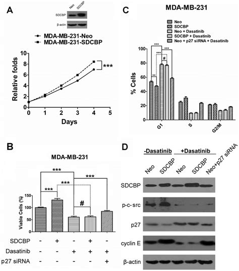 The Effects Of Sdcbp Overexpression And Dasatinib Treatment On Cell Download Scientific Diagram