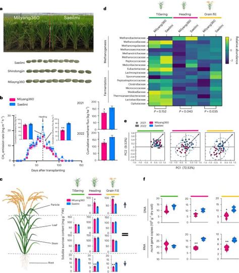 Loss Of Function Gs3 Allele Decreases Methane Emissions And Increases Grain Yield In Rice