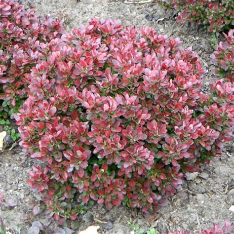 Барбарис тунберга Багатель (Berberis thunbergii Bagatelle),купить ...