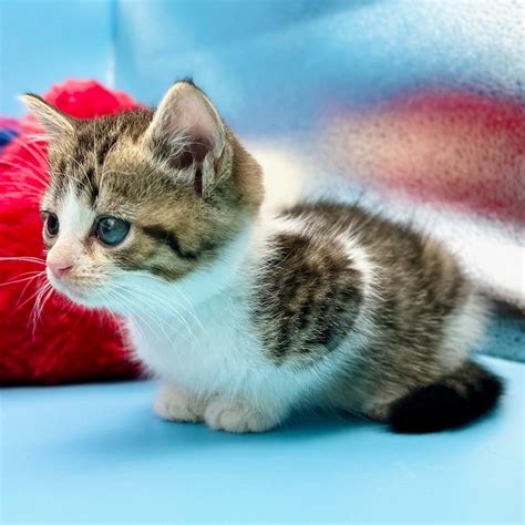 Sf20157 新しいご家族様がきまりました！｜スコティッシュフォールドのブリーダーは神奈川の【子猫ブリーダーのお店すこ】