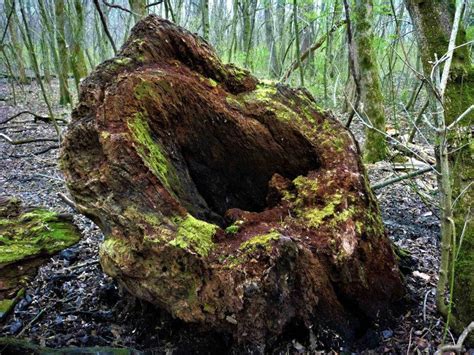 Мртвите стебла имаа важна улога во стабилноста на шумските екосистеми Шумарите
