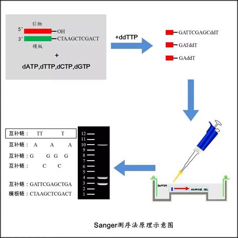 旁友Sanger测序了解一下 知乎