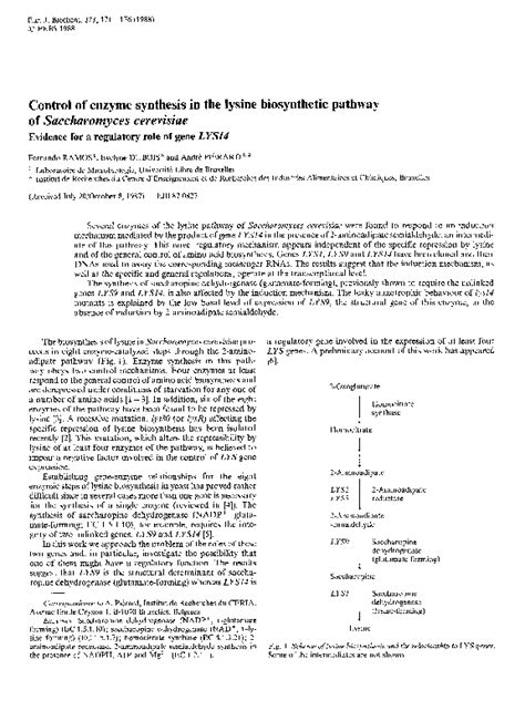 Pdf Control Of Enzyme Synthesis In The Lysine Biosynthetic Pathway Of