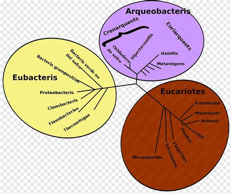 Phylogenetischer Baum Des Lebens Poster Evolution And Classification Of