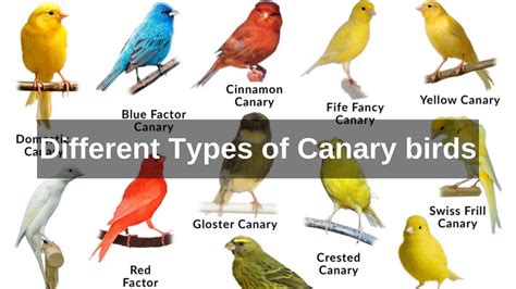 Canary Colors Breeds