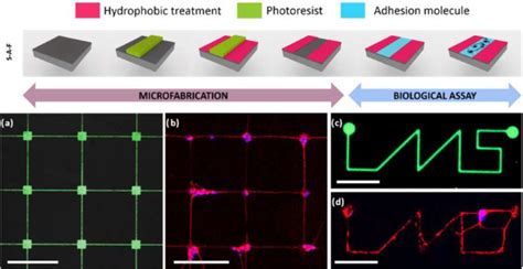 3 Fabrication Of The Self Aligned Functionalization And The Download Scientific Diagram