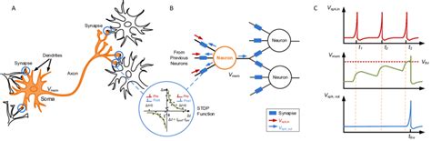 A Simplified Diagram Of A Typical Biological Neural Cell And B A Download Scientific