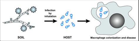 Histoplasma Capsulatum Histoplasmosis And Types Of Histoplasmosis Pathogenesis Lab Diagnosis