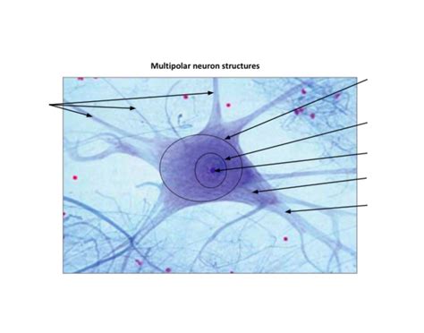 Multipolar Neuron Structure Quiz