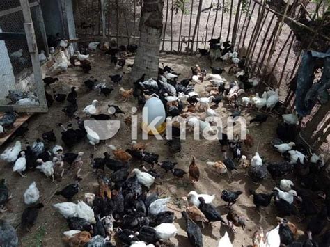 කුකුල් පැටවු For Sale In Nattandiya Ikman