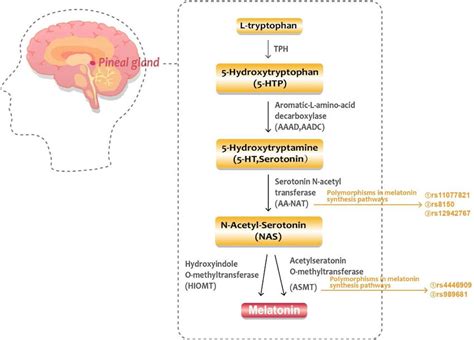 The Pathway Of Melatonin Synthesis In The Pineal Gland Download