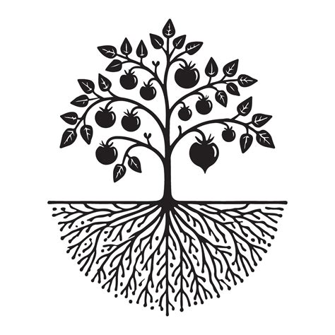 Tomato Tree With Roots Silhouette Illustration For Farming 55398672