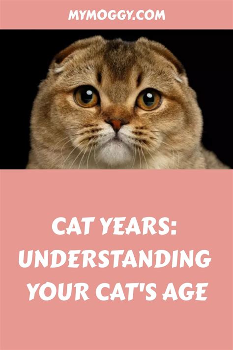 Cat Years Understanding Your Cats Age Cat Years Cats Cat Ages