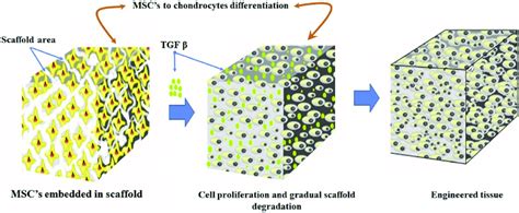 A Graphical Illustration Of Cells And Scaffold Interaction Towards Download Scientific Diagram