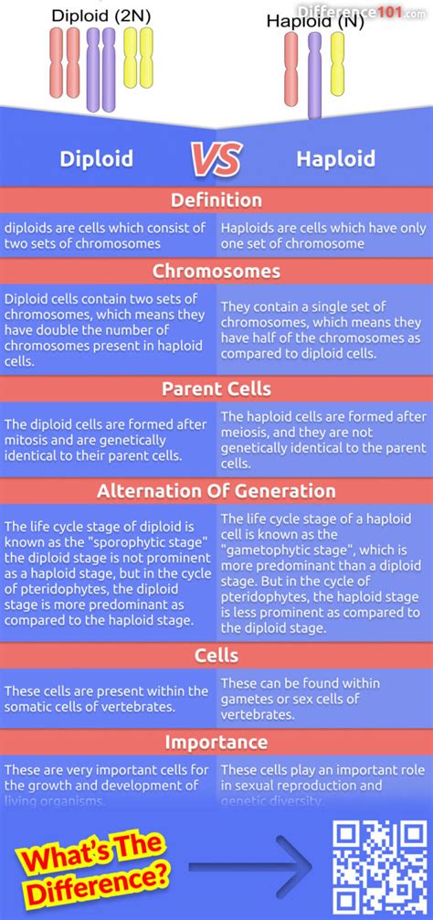 Diploid Vs Haploid 6 Key Differences Pros And Cons Examples