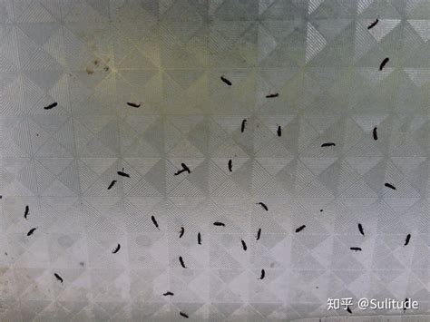 夏天家里床上经常出现一毫米的黑色小虫子，是什么虫有图片？ 知乎