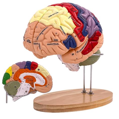 Psychology Brain Structure Mapping Your Brain Psychology Today