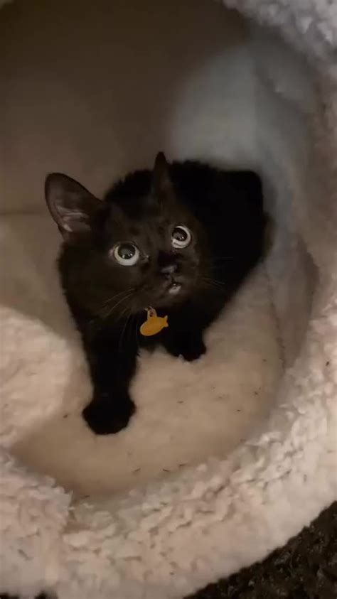 Toothless The Dwarf Kitty Is Being Annoyed By Astrid Album On Imgur