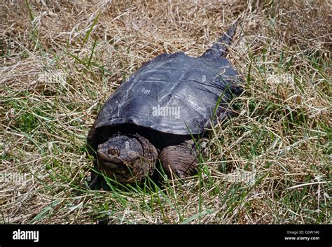 Alligator Snapping Turtle Bite Watermelon