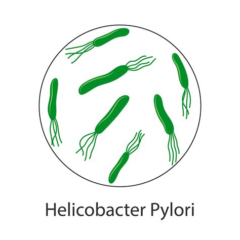 Helicobacter Pylori Diseases Of The Stomach A Bacterium With Flagella