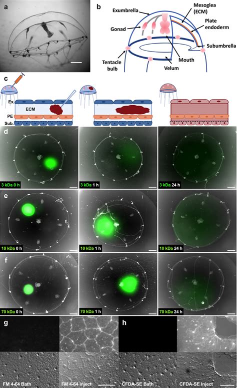 Microinjection Permits Drugs And Dyes To Access The Ecm And Epithelial Download Scientific