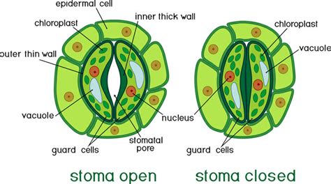 Stomatal Conductance Functions Measurement And Applications Cid Bio Science