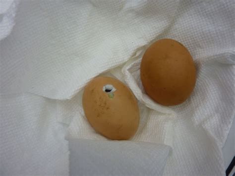 Assisted Hatching BackYard Chickens Learn How To Raise Chickens