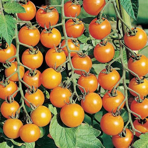 3 X Tomato Sungold F1 Orange Cherry Plug Plant Viridis Hortus