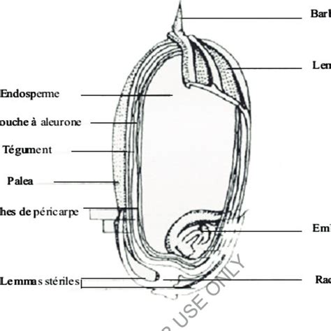 Le Grain De Riz Wopereis Et Al 2008 Download Scientific Diagram