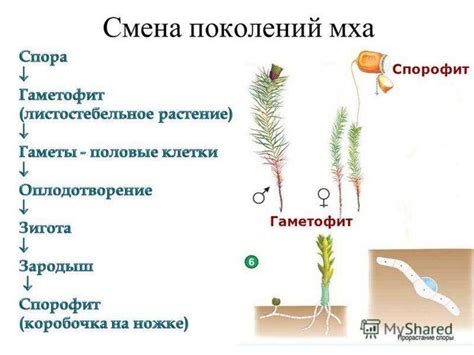 Жизненный цикл мхов и папоротников 8 класс презентация онлайн