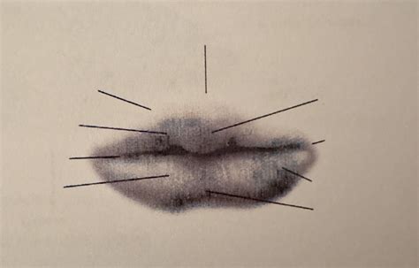 Ra Exam 3 Study Cards Mouth Diagram Diagram Quizlet
