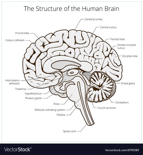 DIAGRAM Parts Of The Brain Diagram MYDIAGRAM ONLINE