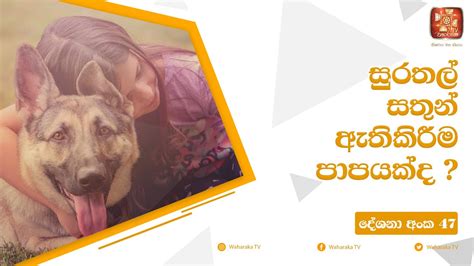 සුරතල් සතුන් ඇතිකිරීම පාපයක්ද Youtube