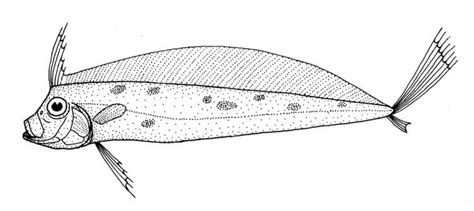Trachipterus Trachypterus Alchetron The Free Social Encyclopedia