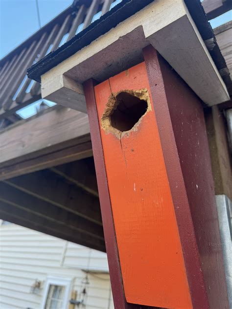 Backyard Bird Lovers What Would Chew Away The Entrance To My Bluebird Box