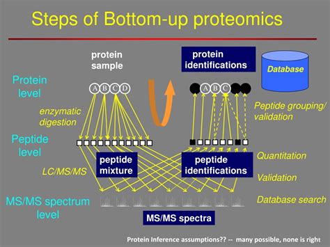 Ppt Bottom Up Proteomics Data Collection Powerpoint Presentation Free Download Id9629586